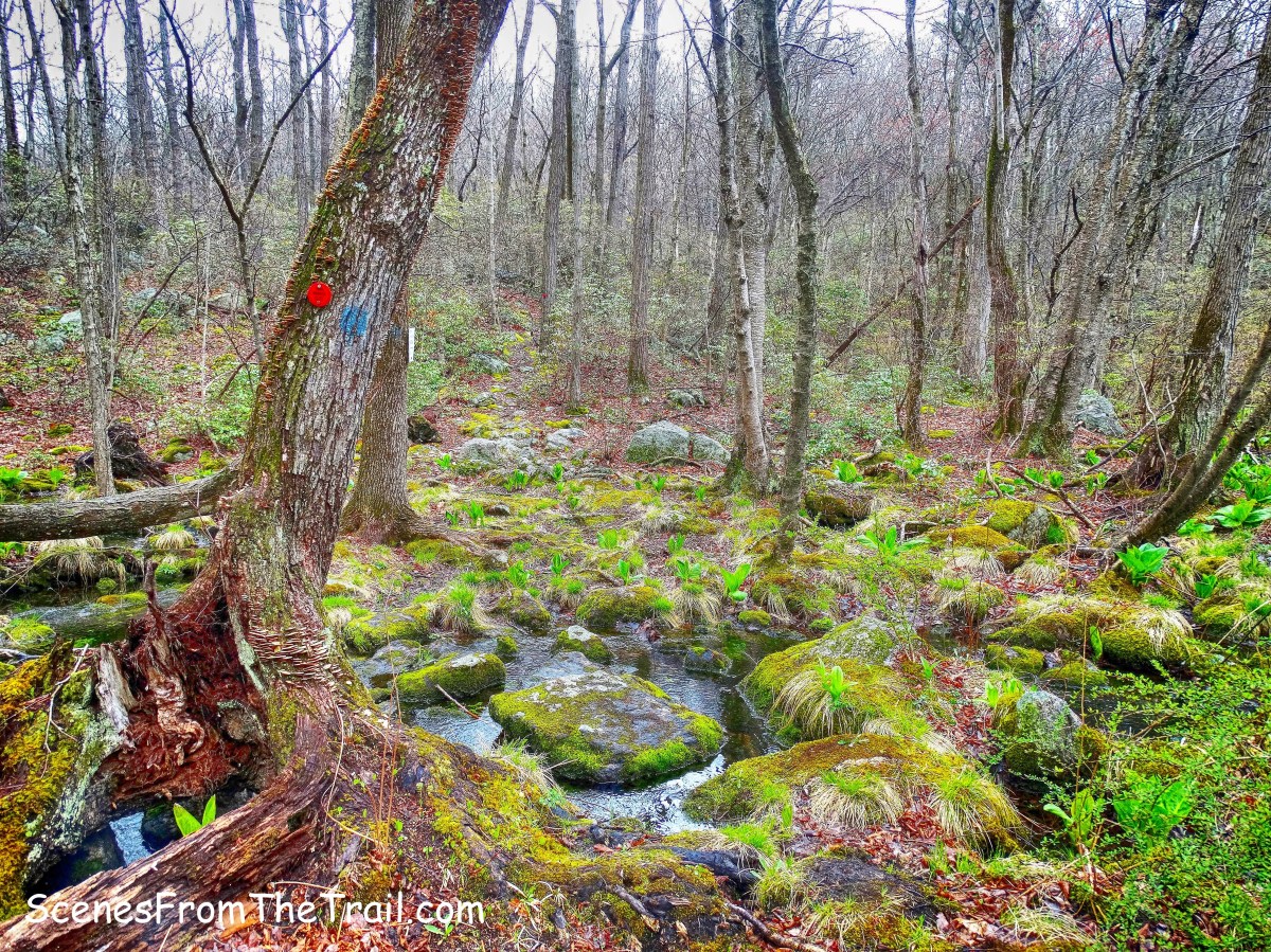 Catfish Loop Trail – Fahnestock State Park