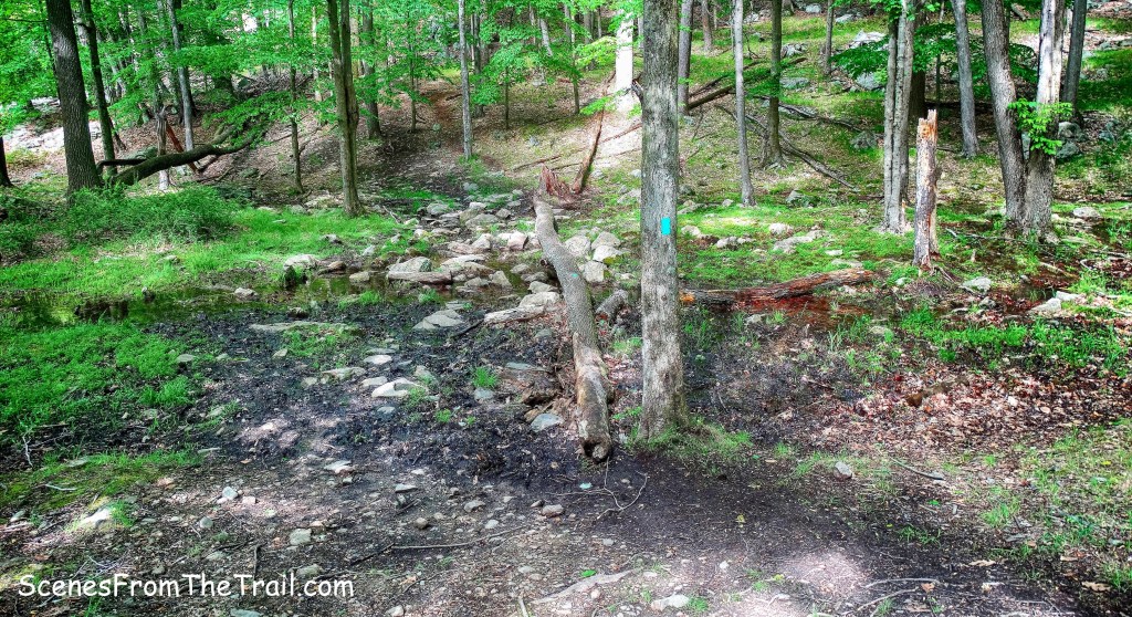 Pine Swamp Loop – Harriman State Park