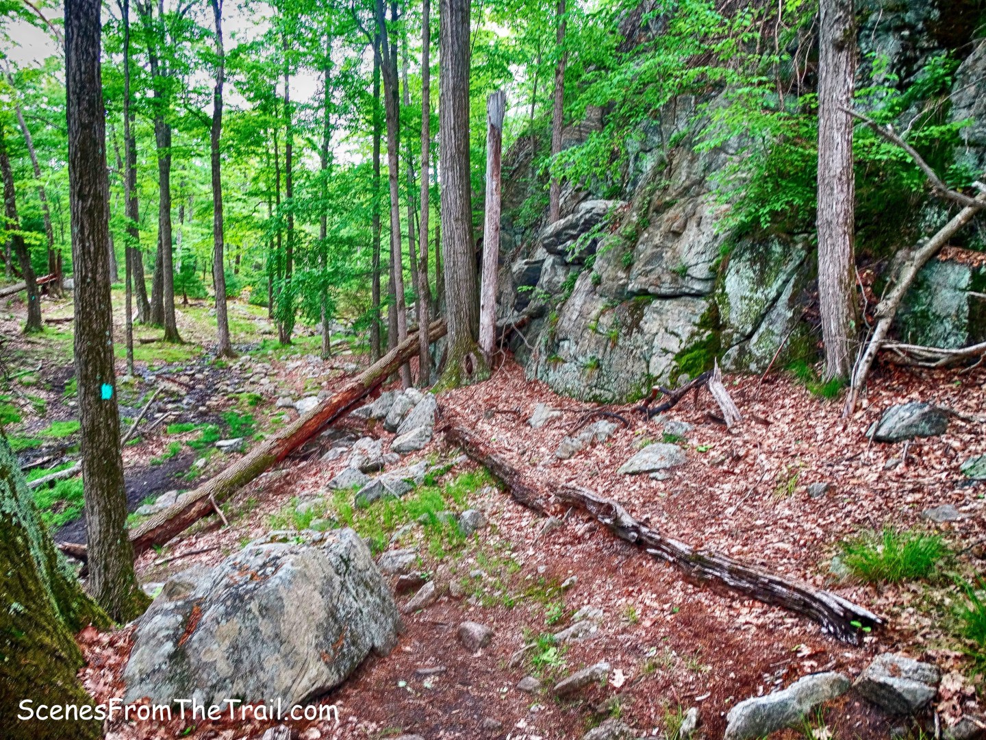Pine Swamp Loop – Harriman State Park