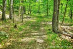 Pine Swamp Loop – Harriman State Park