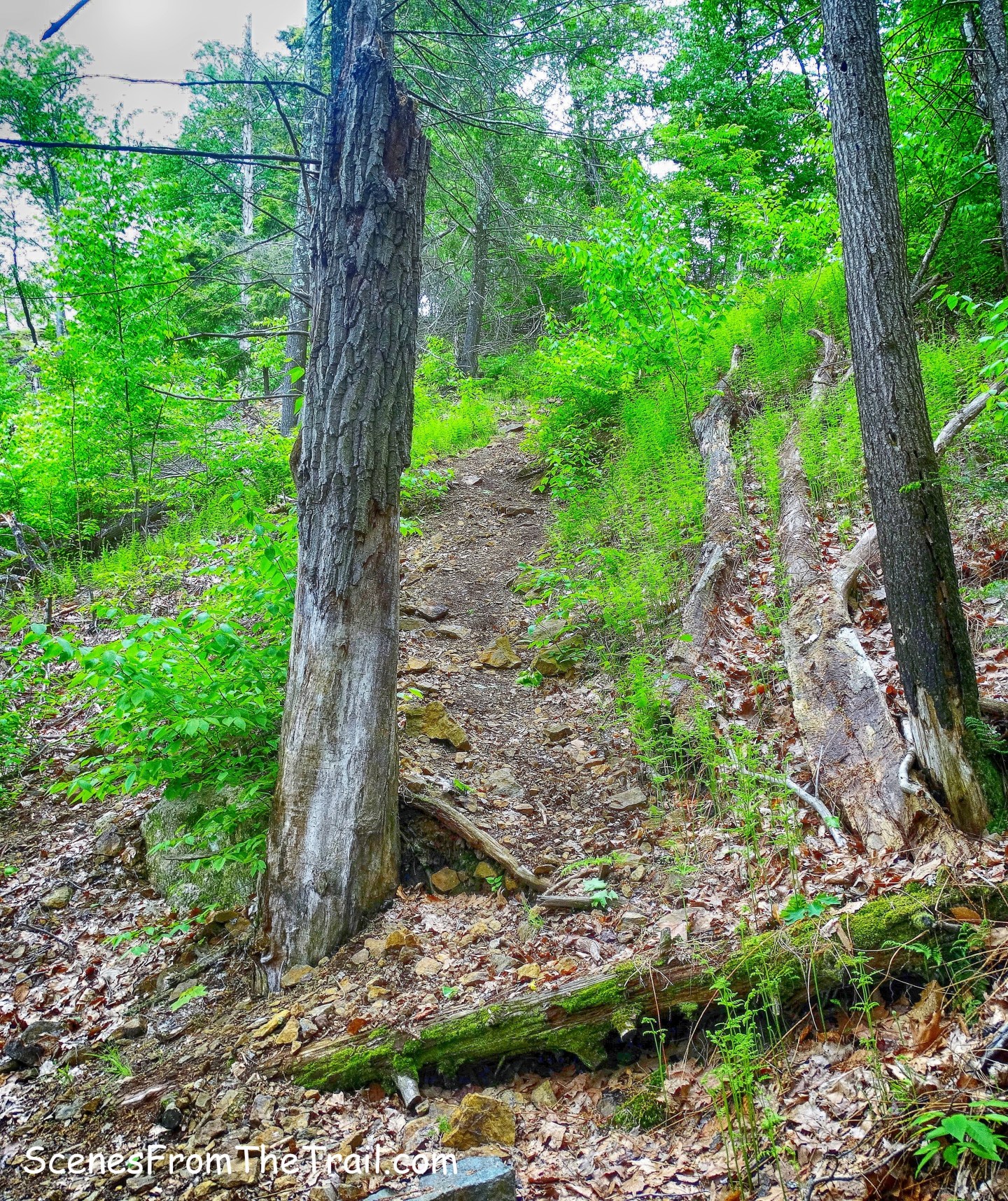 Pine Swamp Loop – Harriman State Park