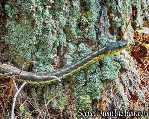Ausable Chasm – Adirondack Park