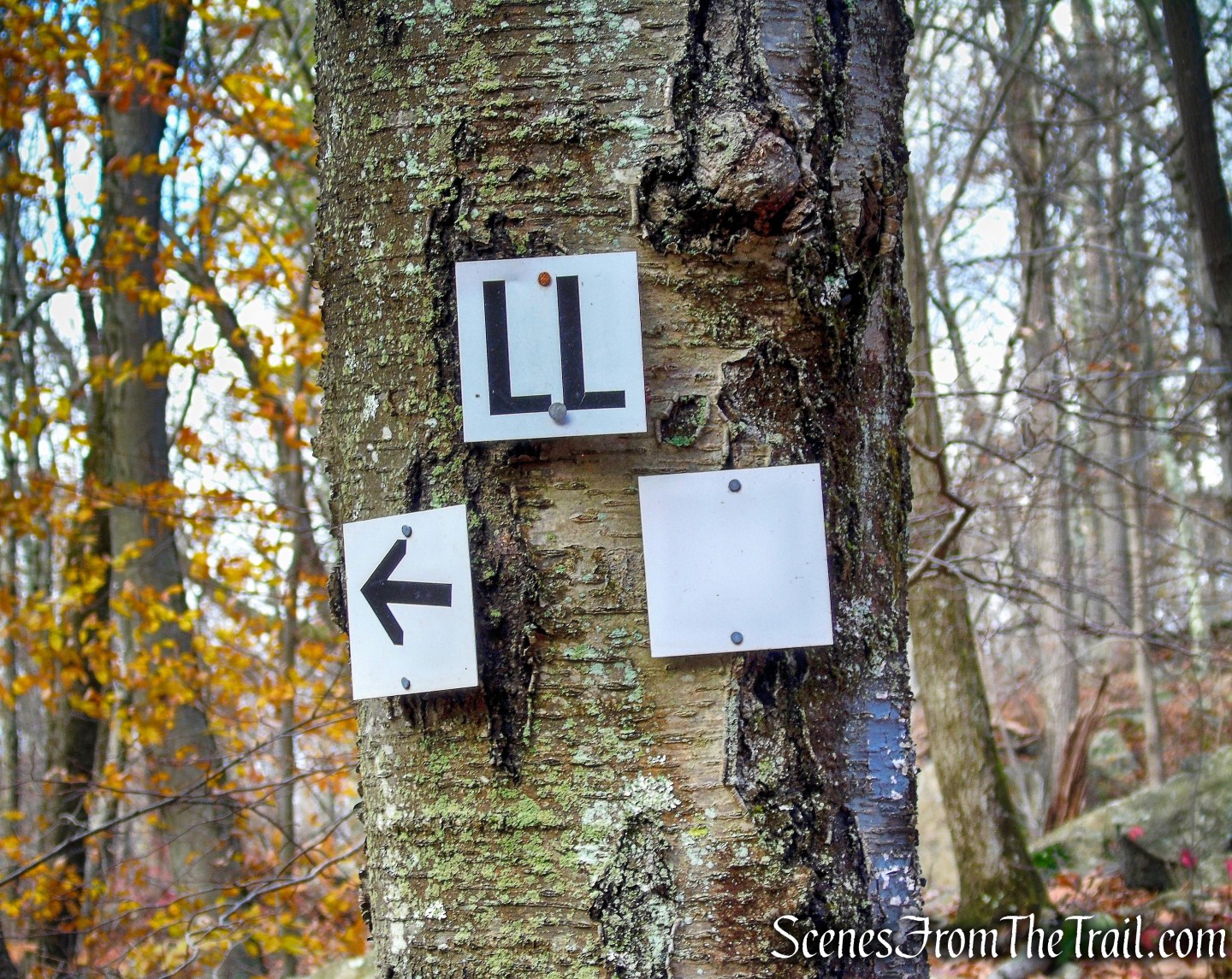 Leatherman’s Loop and Rocks Trail – Ward Pound Ridge Reservation