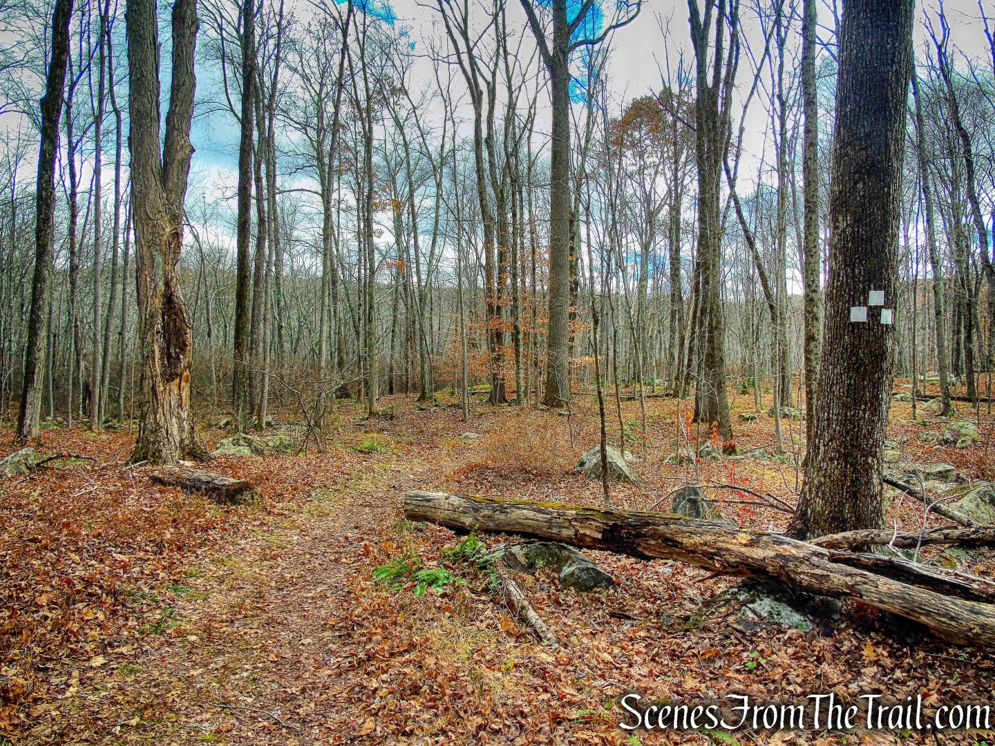 Leatherman’s Loop and Rocks Trail – Ward Pound Ridge Reservation