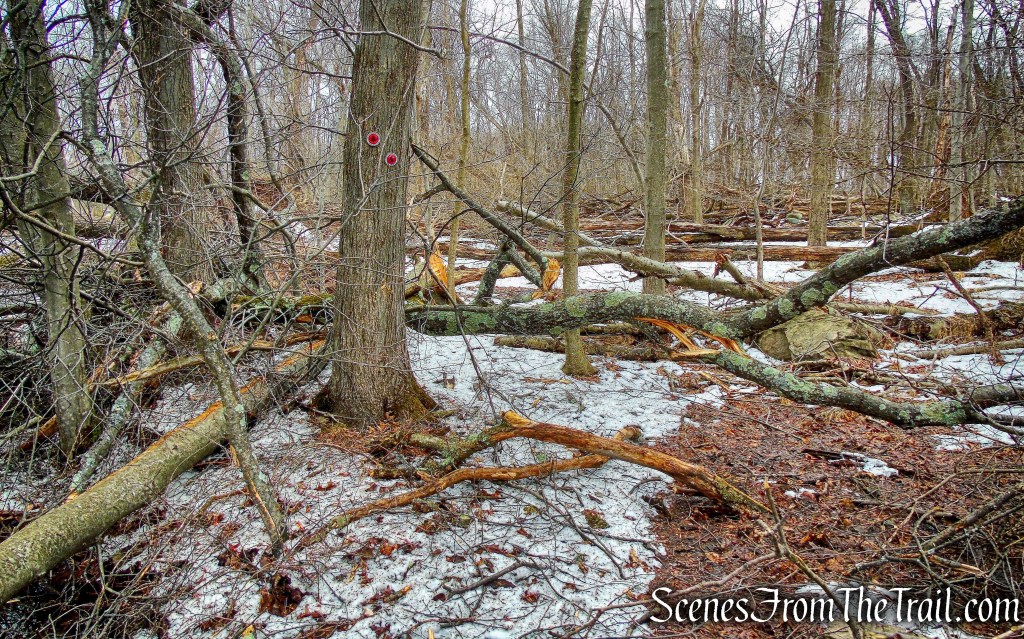 Mohegan Farm Ruins from Old Farm Trailhead