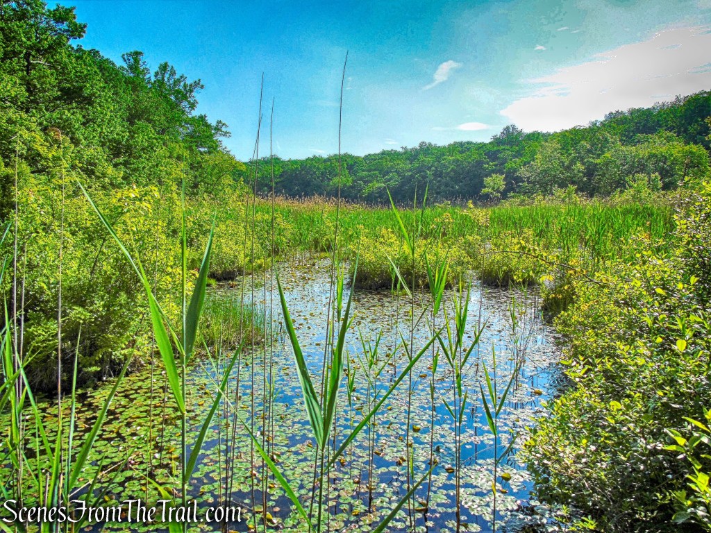 Cranberry Lake Preserve Loop