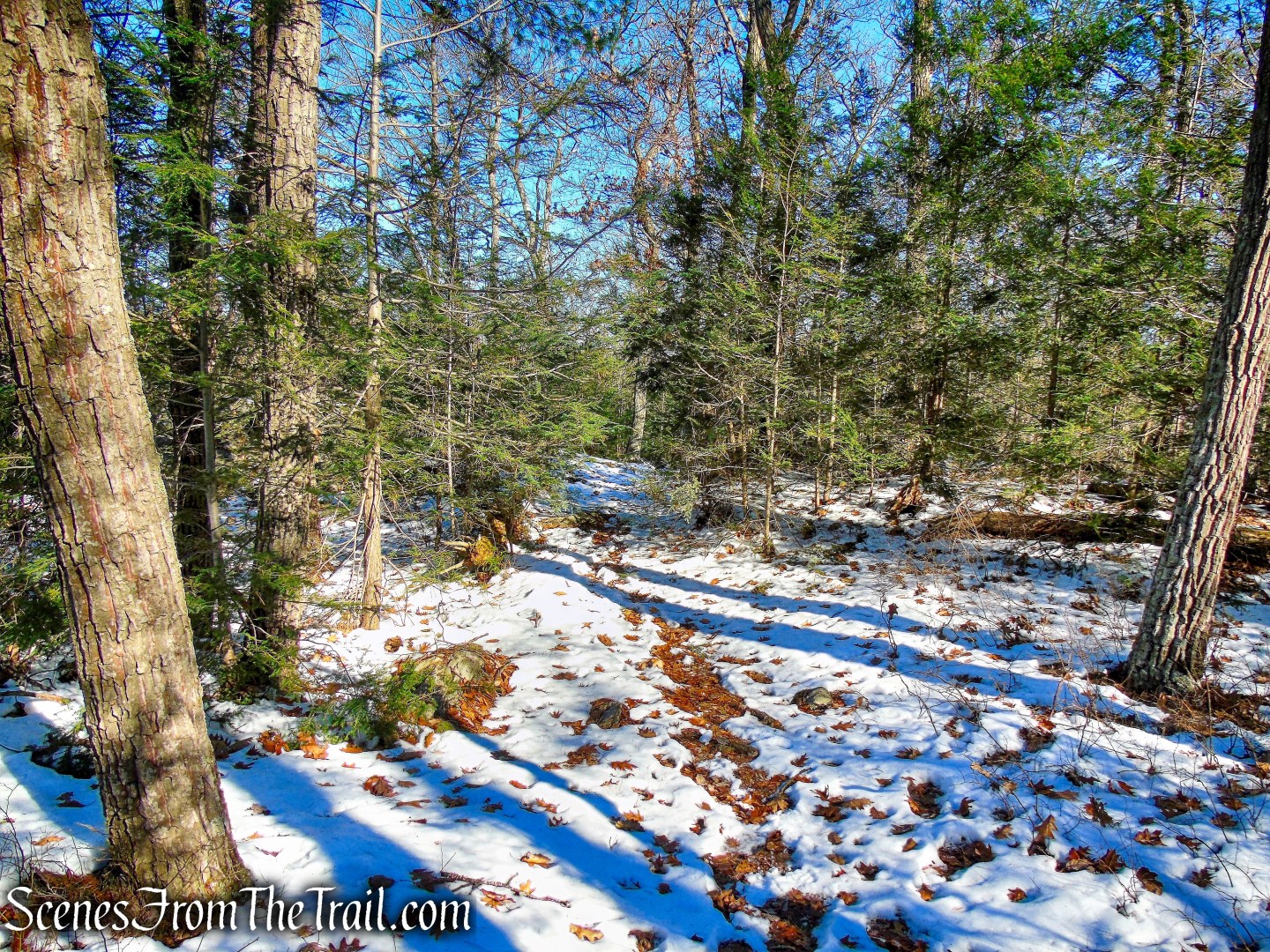 Pine Swamp Short Loop – Harriman State Park