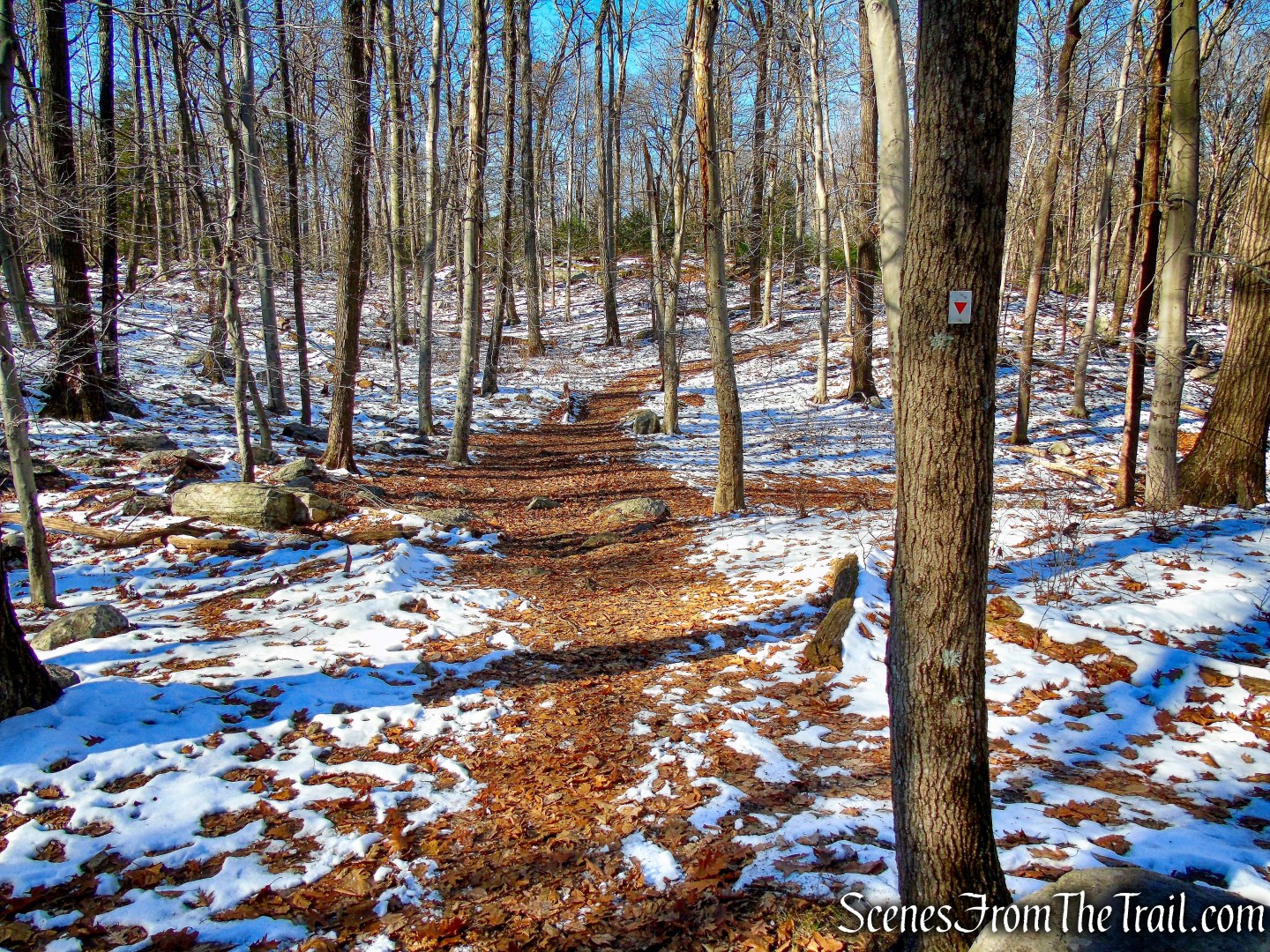 Pine Swamp Short Loop – Harriman State Park
