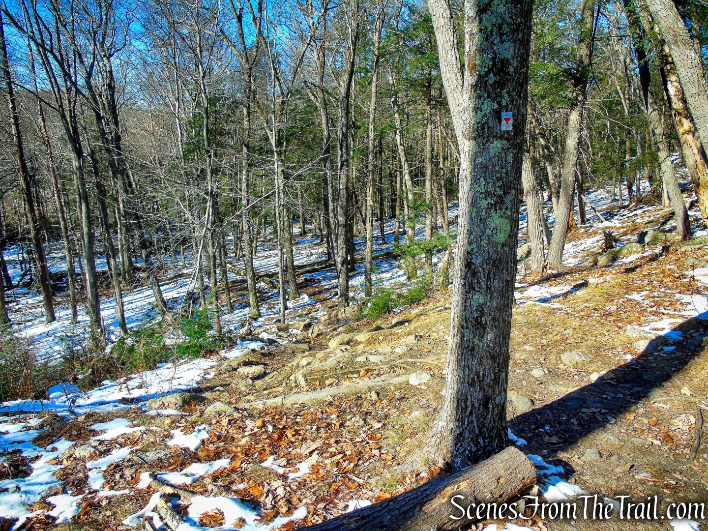 Pine Swamp Short Loop – Harriman State Park