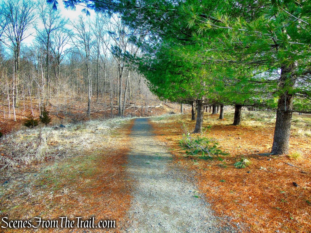 Summit/Woodland Trails Loop – High Mountain Park Preserve