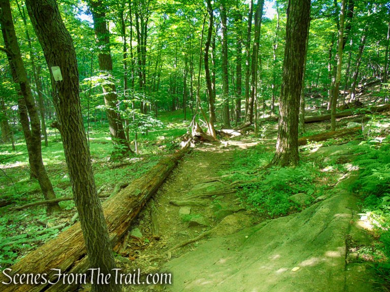 Castle Loop Trail – Ramapo Mountain State Forest