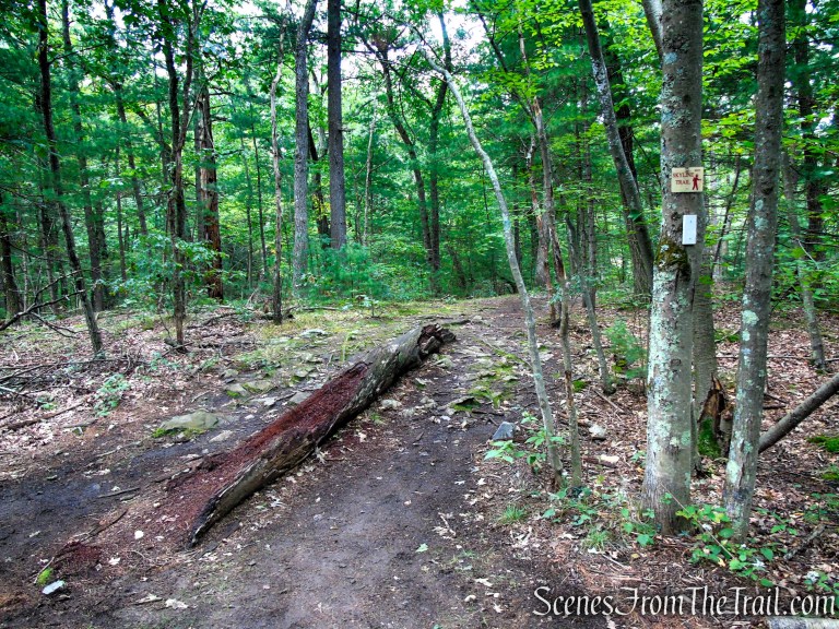 Wright’s Tower – Middlesex Fells Reservation