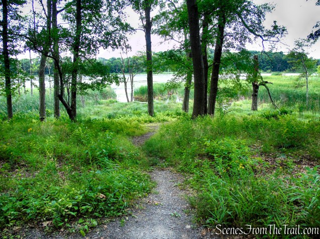Thompson Pond Preserve Loop