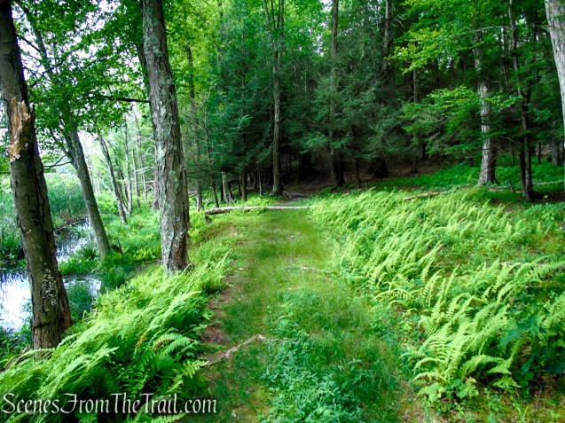 Thompson Pond Preserve Loop