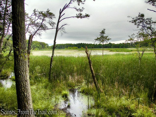 Thompson Pond Preserve Loop