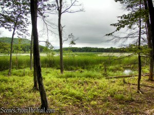 Thompson Pond Preserve Loop