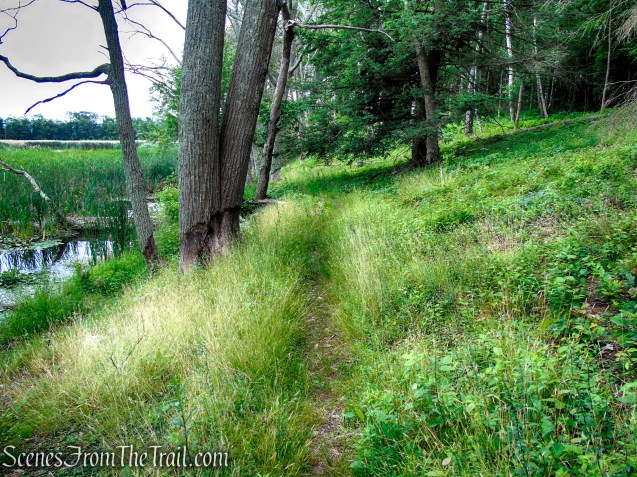 Thompson Pond Preserve Loop