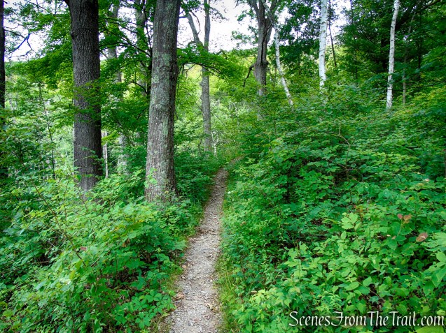 Thompson Pond Preserve Loop