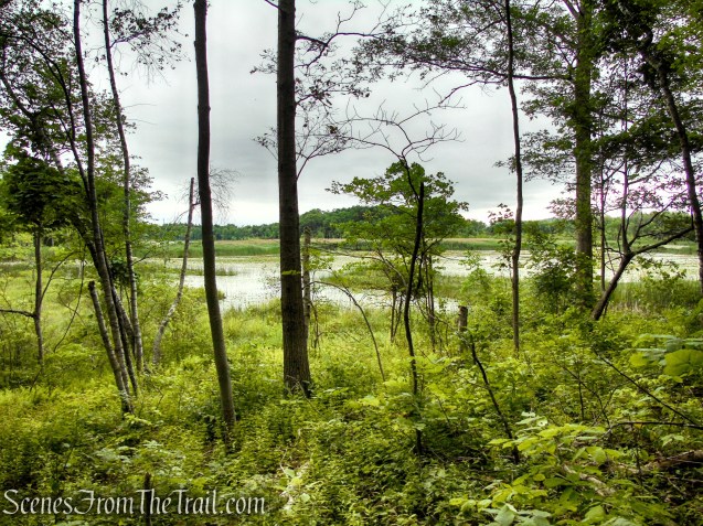 Thompson Pond Preserve Loop