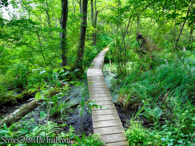 Thompson Pond Preserve Loop