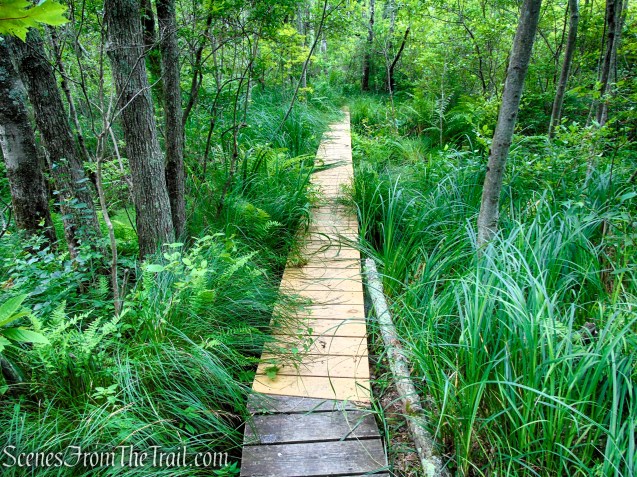 Thompson Pond Preserve Loop