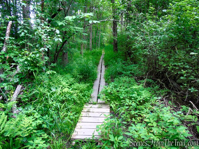 Thompson Pond Preserve Loop