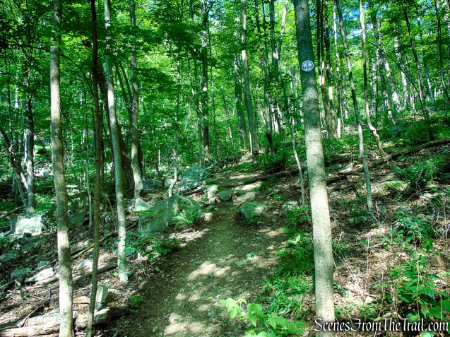 Stissing Fire Tower Loop