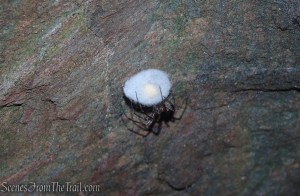 Squaw Cave, Flag Rock and Mohegan Trail Loop – Bolton Notch State Park