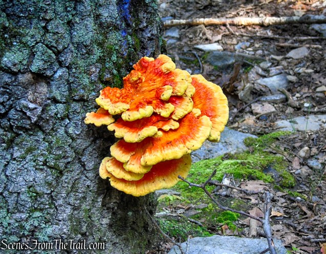 Squaw Cave, Flag Rock and Mohegan Trail Loop – Bolton Notch State Park